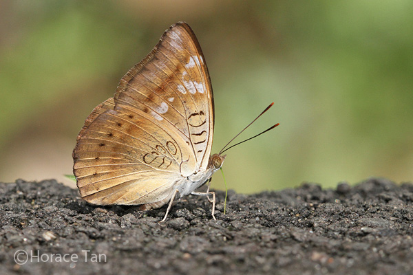 Common Baron Butterfly