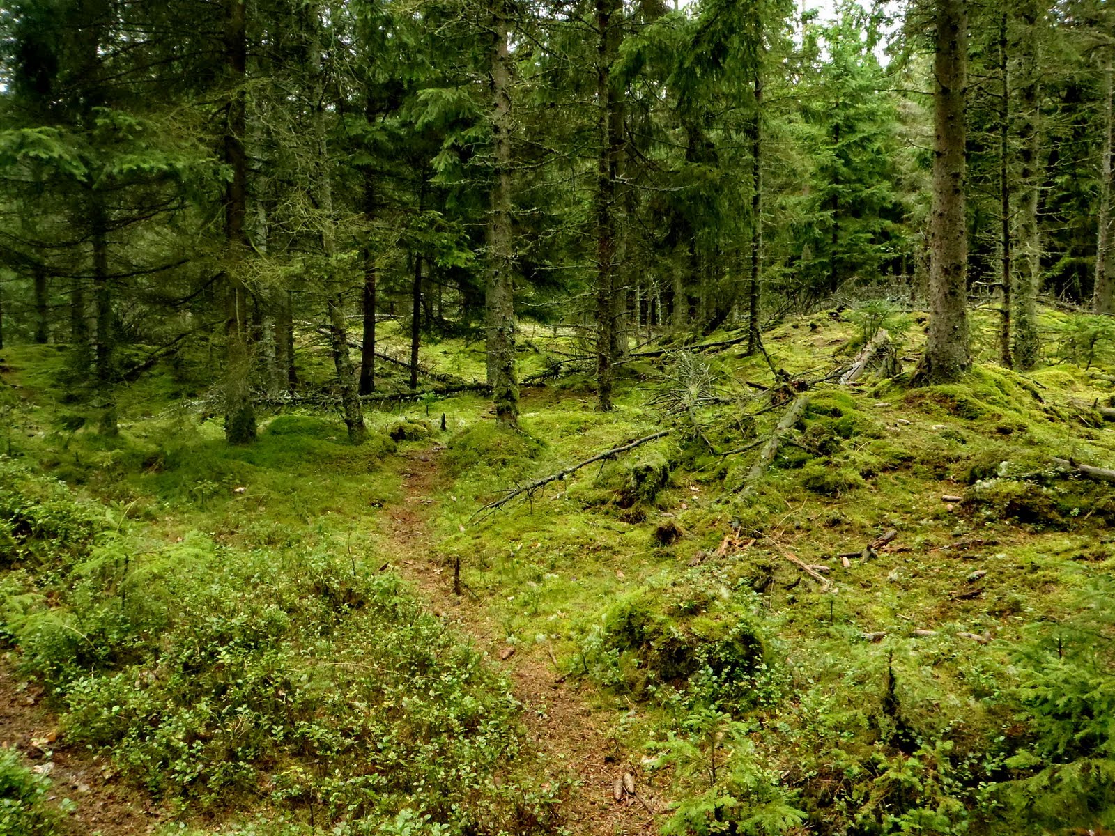 All Mountain Next: Rainy trail riding