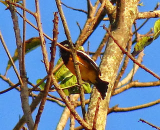 Aves de Venezuela con Historias