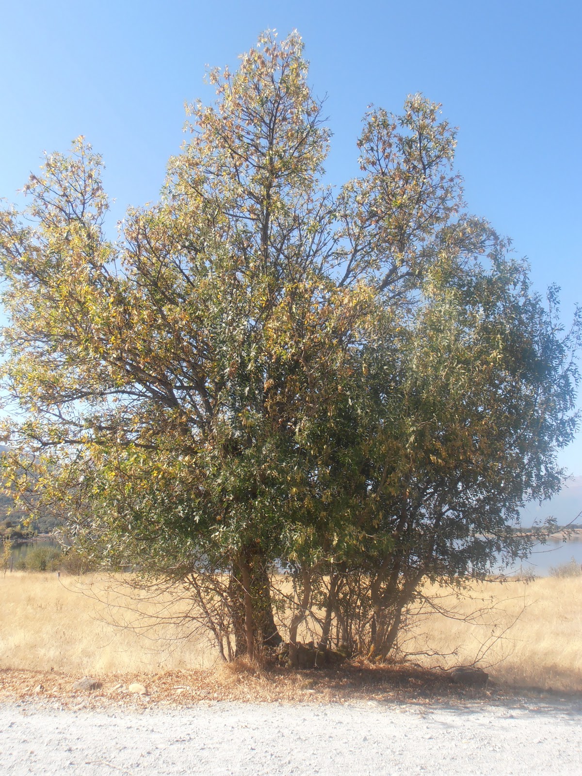 Entre plantas y bichos: Fraxinus excelsior (Fresno)