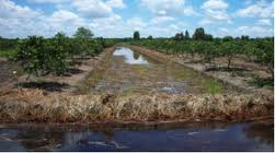 hasil bumi tani: Teknik Tepat Budi Daya Jeruk