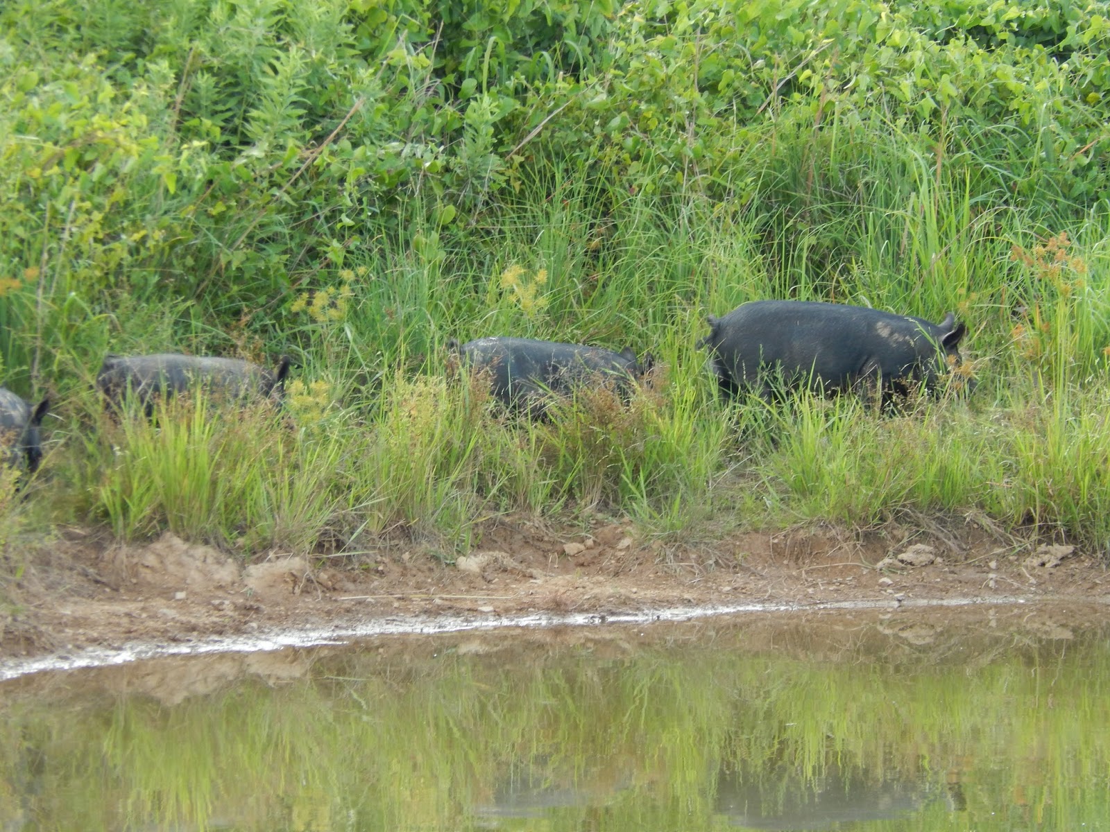 Thoughts from Frank and Fern: Pig Tales, Volume 3