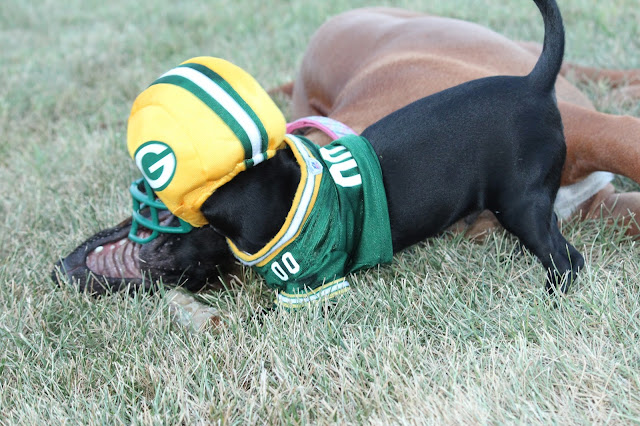 Bolling With 5: Puppy Football Training!