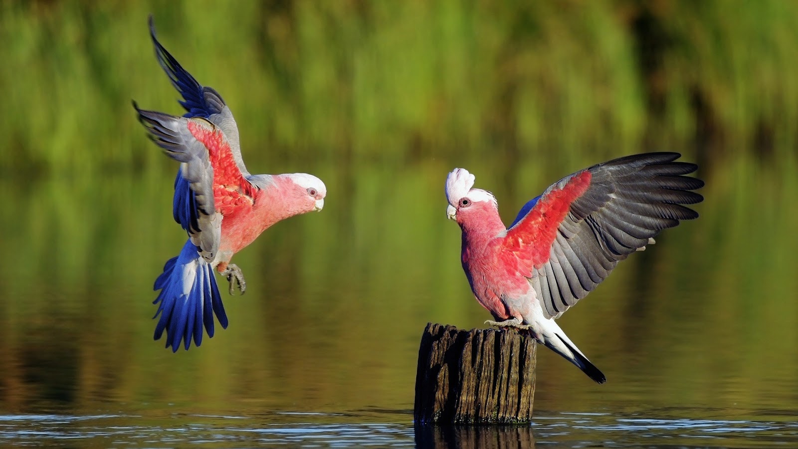 Two Parrots playing on the surface of the River - Mystery Wallpaper