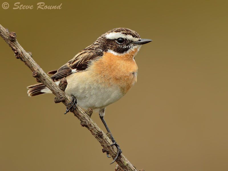 Steve Round Wildlife Photography: Chatting on the Moors
