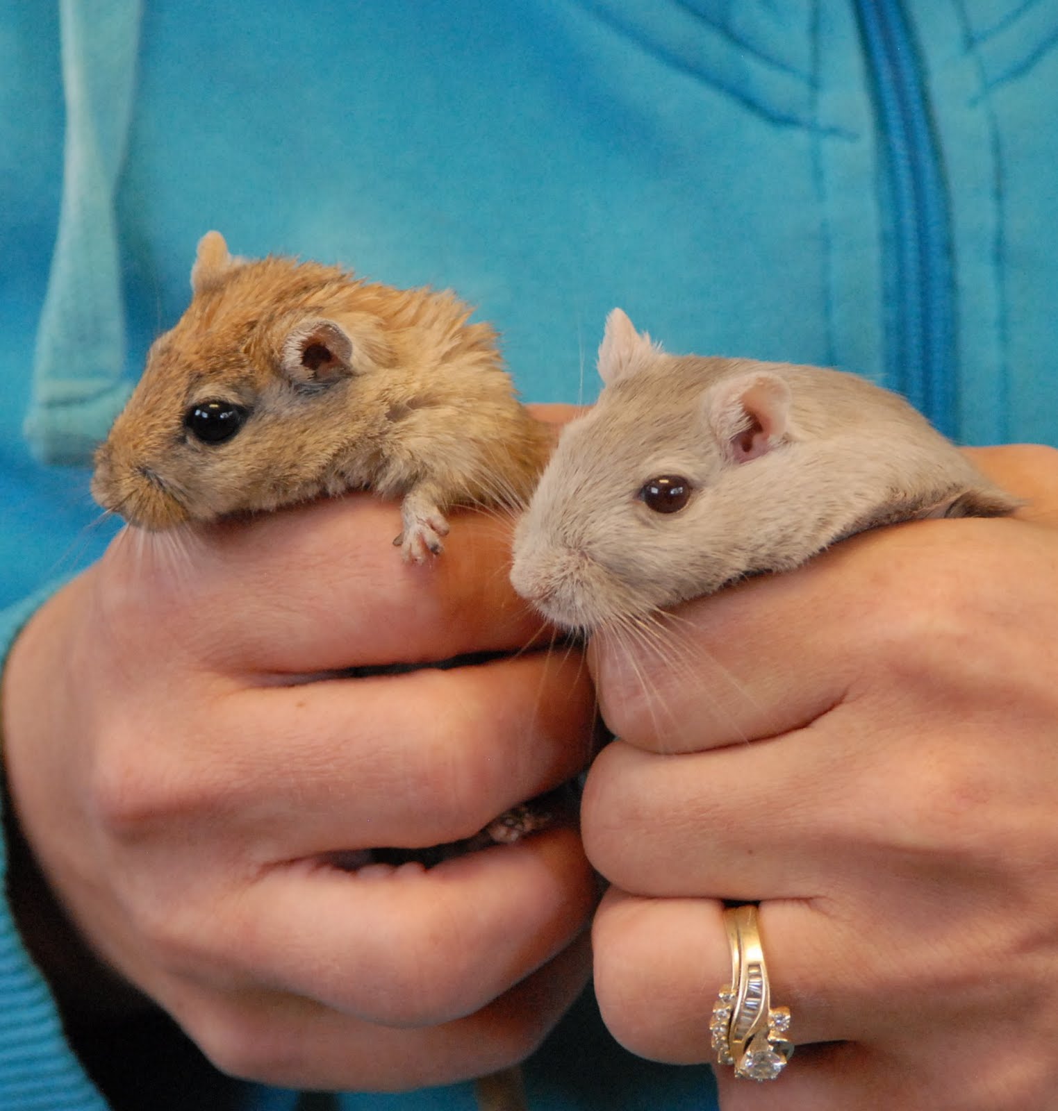 Four adorable gerbils ready to become superstars in loving homes.