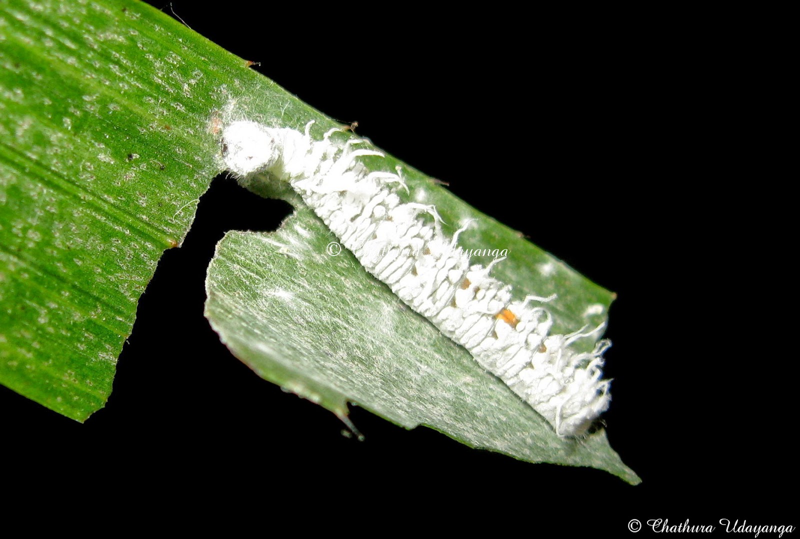 Nature Of Srilanka: Giant Red eye (Gangara thyrsis clothild) - මාර තැසියා