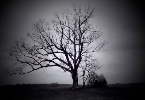 The End of Summer: THE DEVIL'S TREE