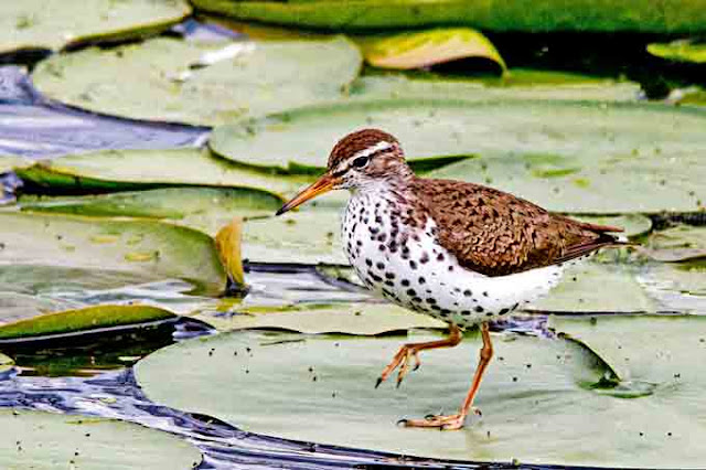 East Gwillimbury CameraGirl: Spotted Sandpiper/Wild Bird