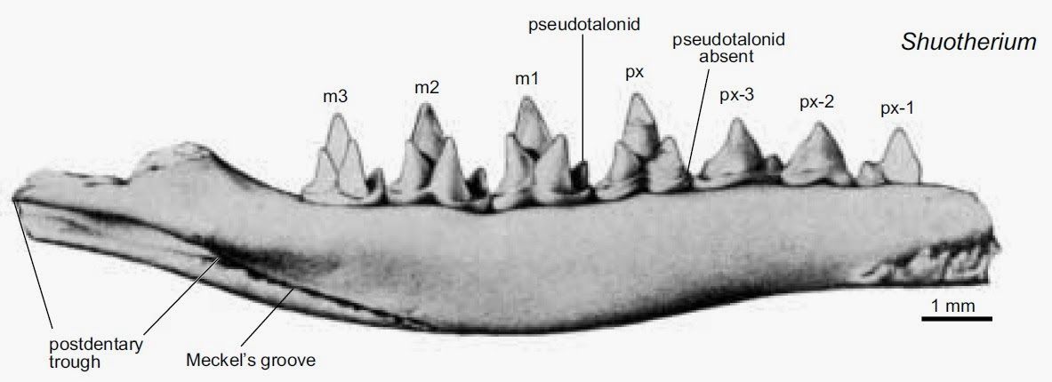 Variety of Life: Mammaliaformes