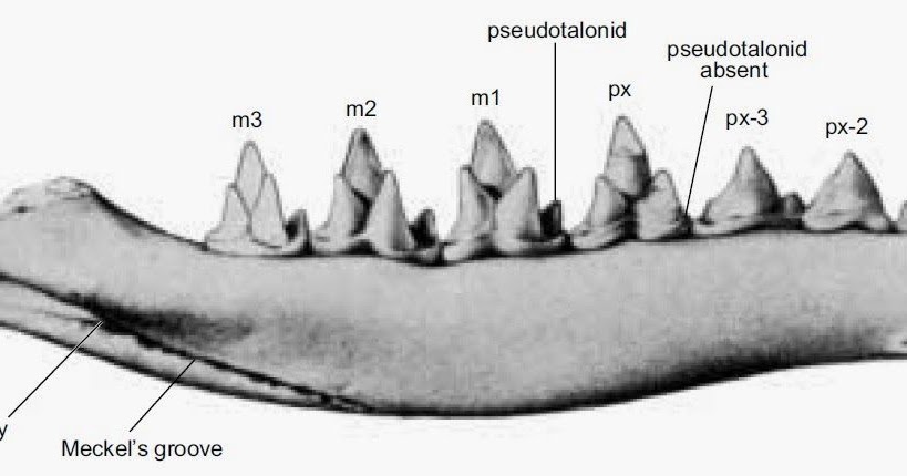 Variety of Life: Mammaliaformes