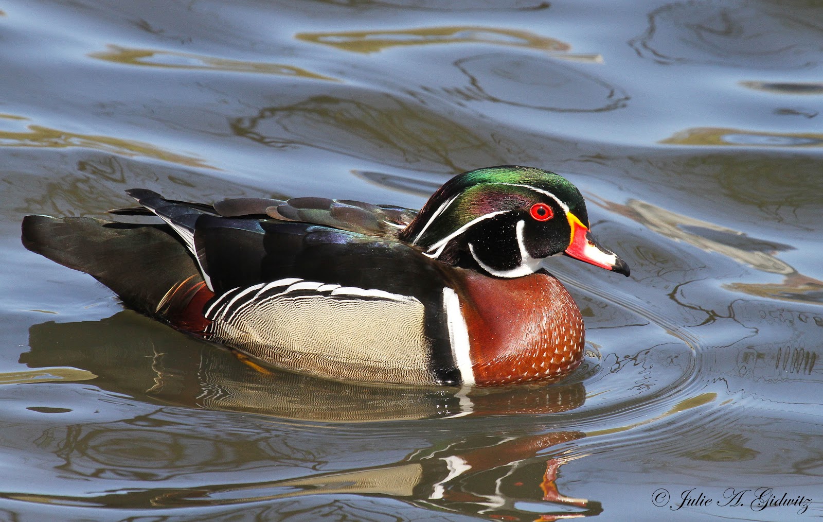 Nature's Splendor: Pretty Spring Birds