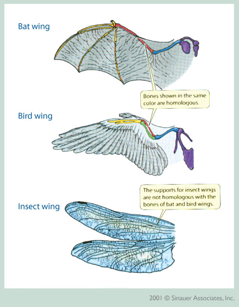Lyl4Science: FOSSILS AND EVIDENCES OF EVOLUTION