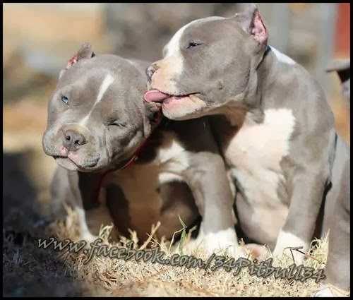 Imagenes de perros chidos - Imagui