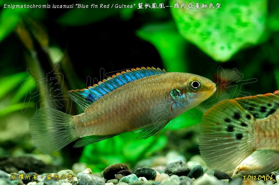 鴻順魚坊: Enigmatochromis lucanusi 藍帆鳳凰