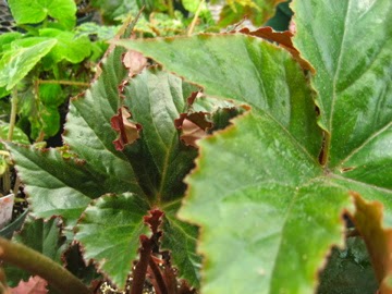 Всё о бегониях и не только...: Begonia 'Big Mac'