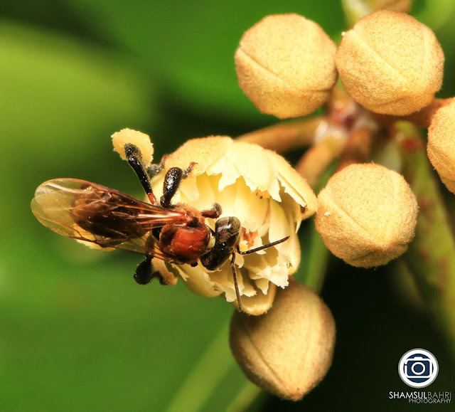 Berita TV Malaysia: SEMERBAK BUNGA TANJUNG