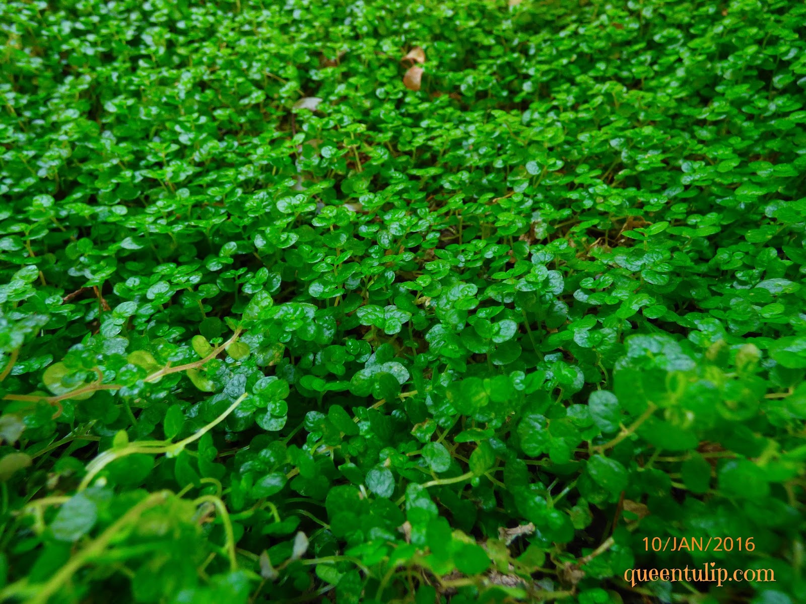 Baby's Tears Plant 2016 | Queentulip