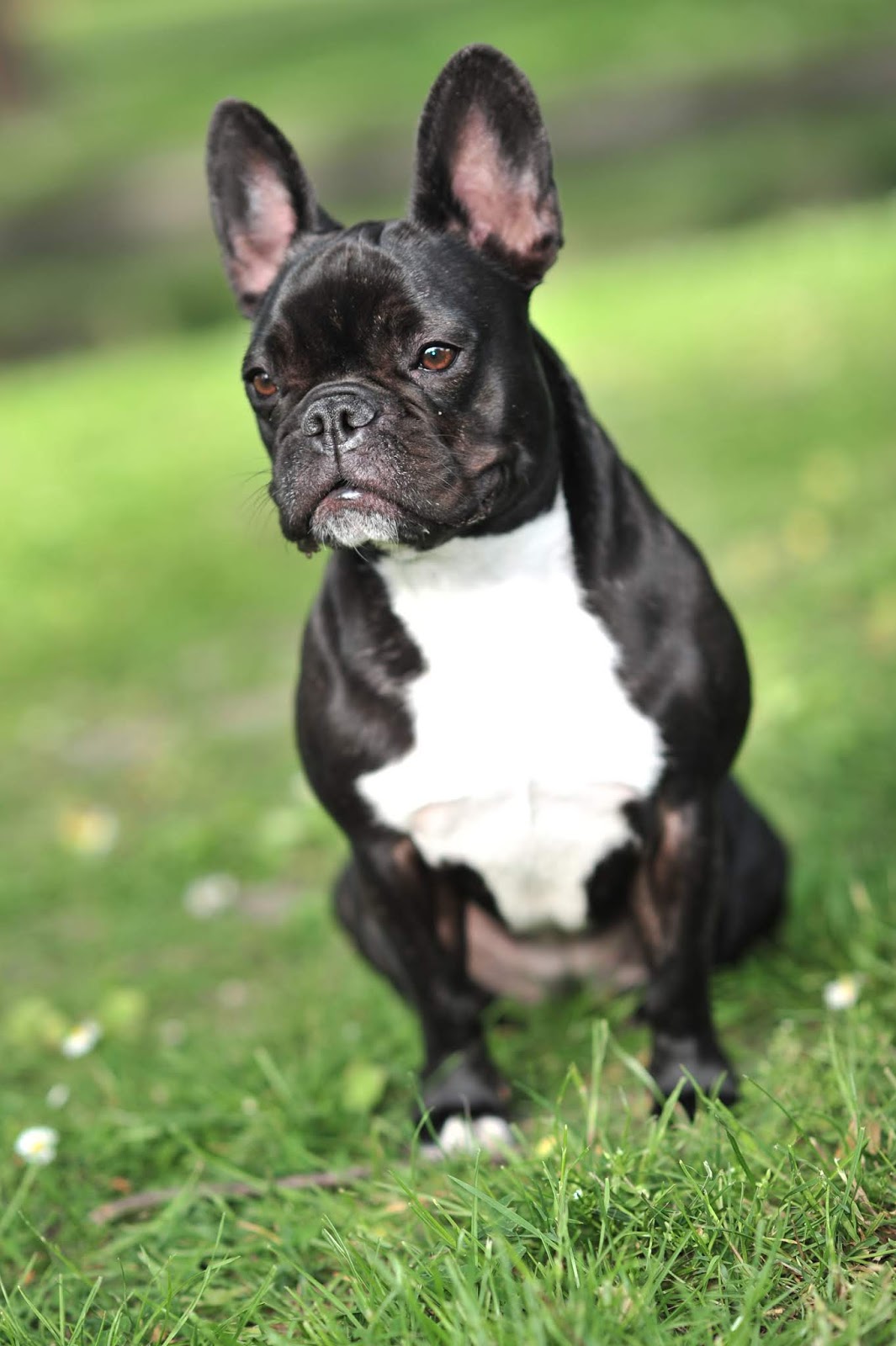 Faire un shooting photo pro avec son chien