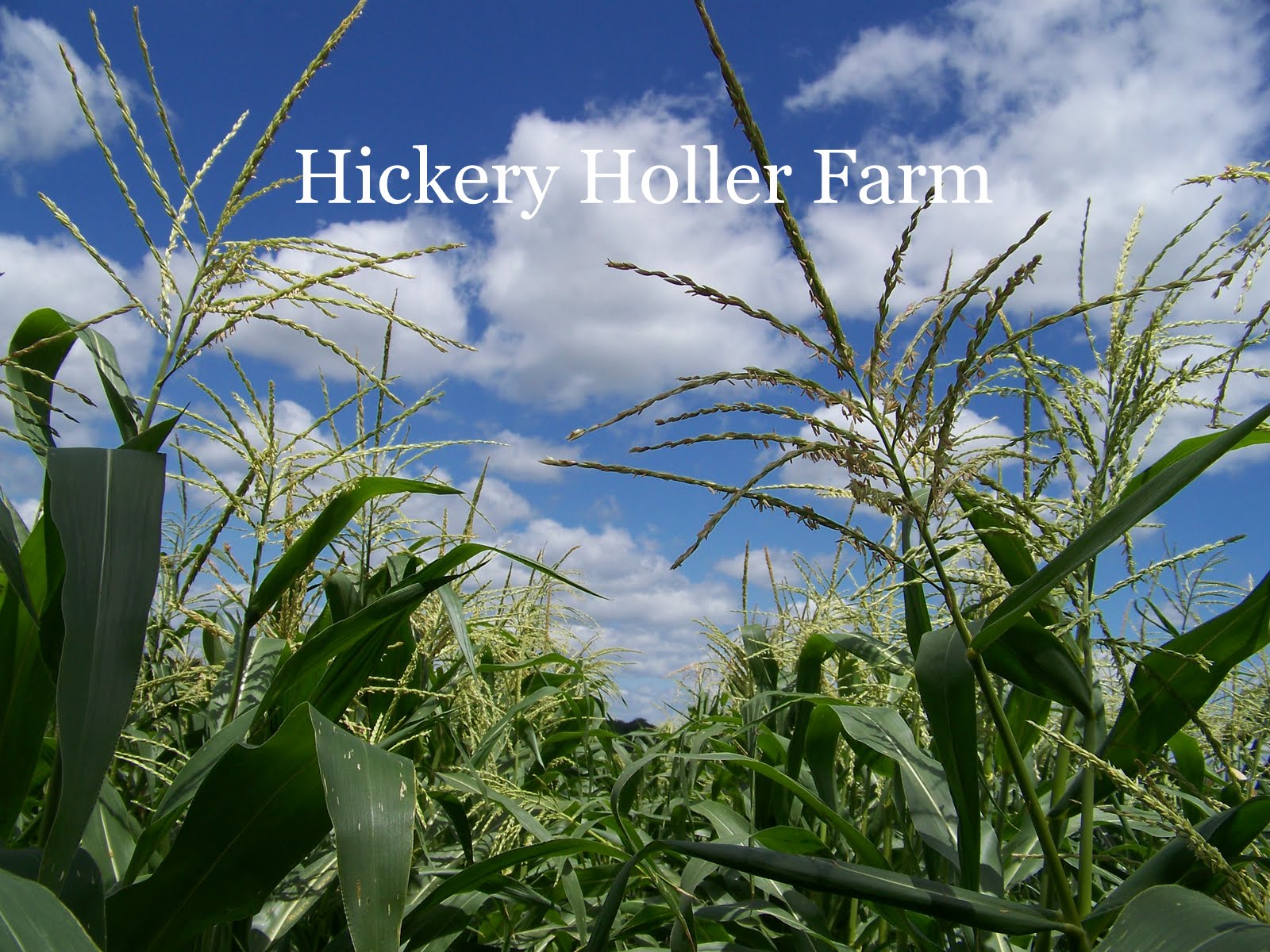 Hickery Holler Farm: The Corn Patch