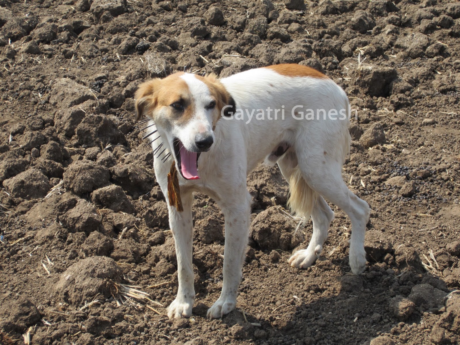 Are you a Primitive Dog fan?: Not INDogs: The Dhangar Dog of Maharashtra