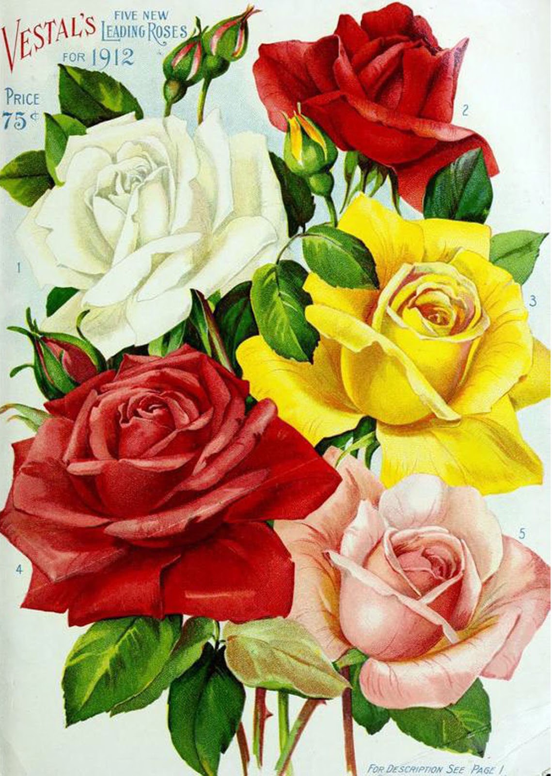 Vintage Antique Roses Posters_(61 item) | Blisse Design Studio