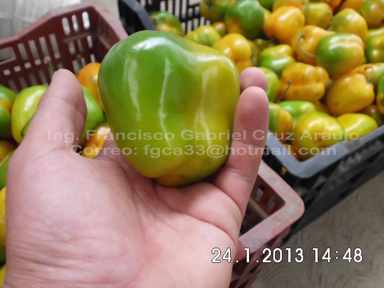 Producción de chile manzano, chile cera, chile peron o manzano pepper ...