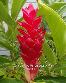 Flowers of Panama: Rare, common and exotic flowers from Central America