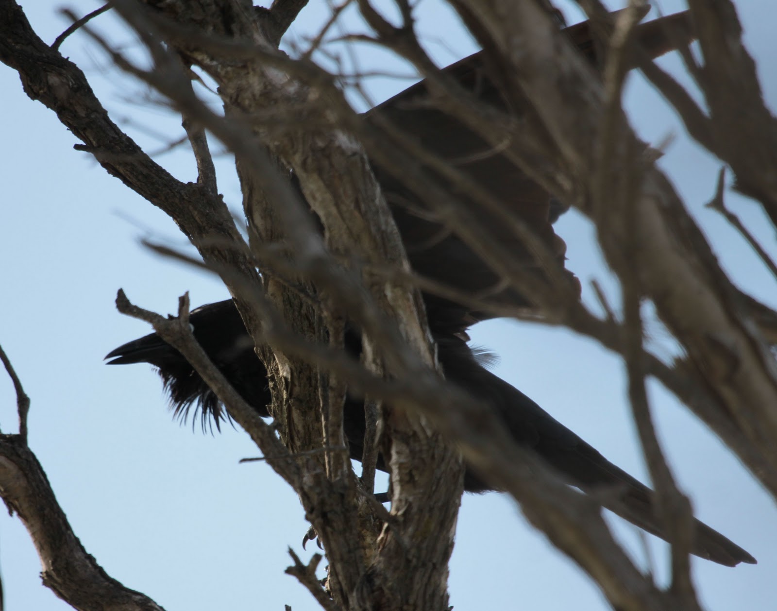 Richard Waring's Birds of Australia: 2012 Bird Photos - 286 species