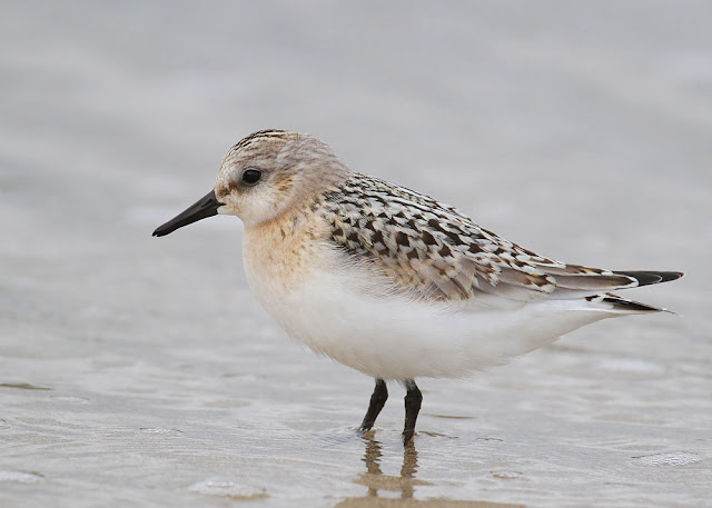 Richard Smith - Birdwatching Days Out: Sanderling and Baird's Sandpiper ...