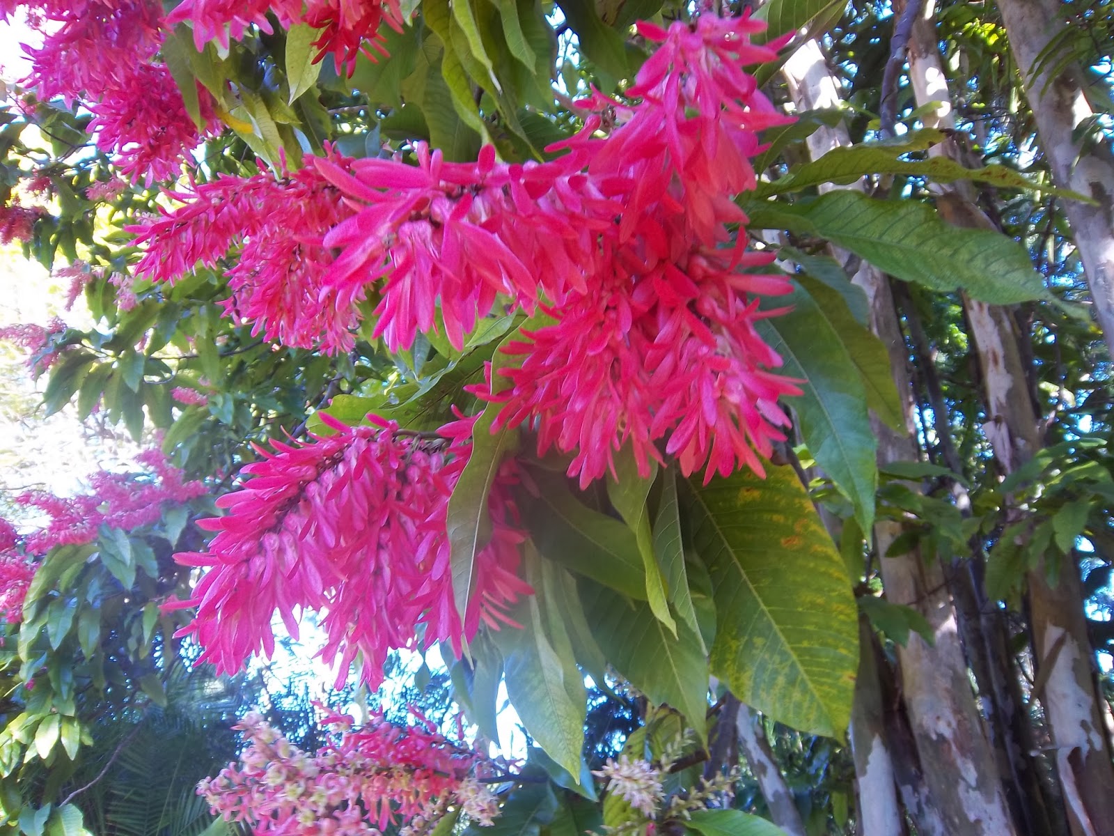 Reforestation and the Medicinal Uses of Trees -Liliana Usvat Research ...