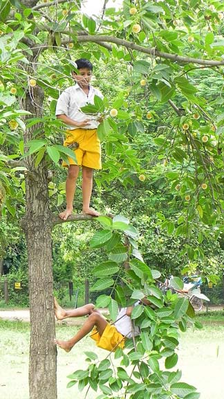 We love Our Bangladesh: Kadam/Kadambo is a rainy season flower in ...