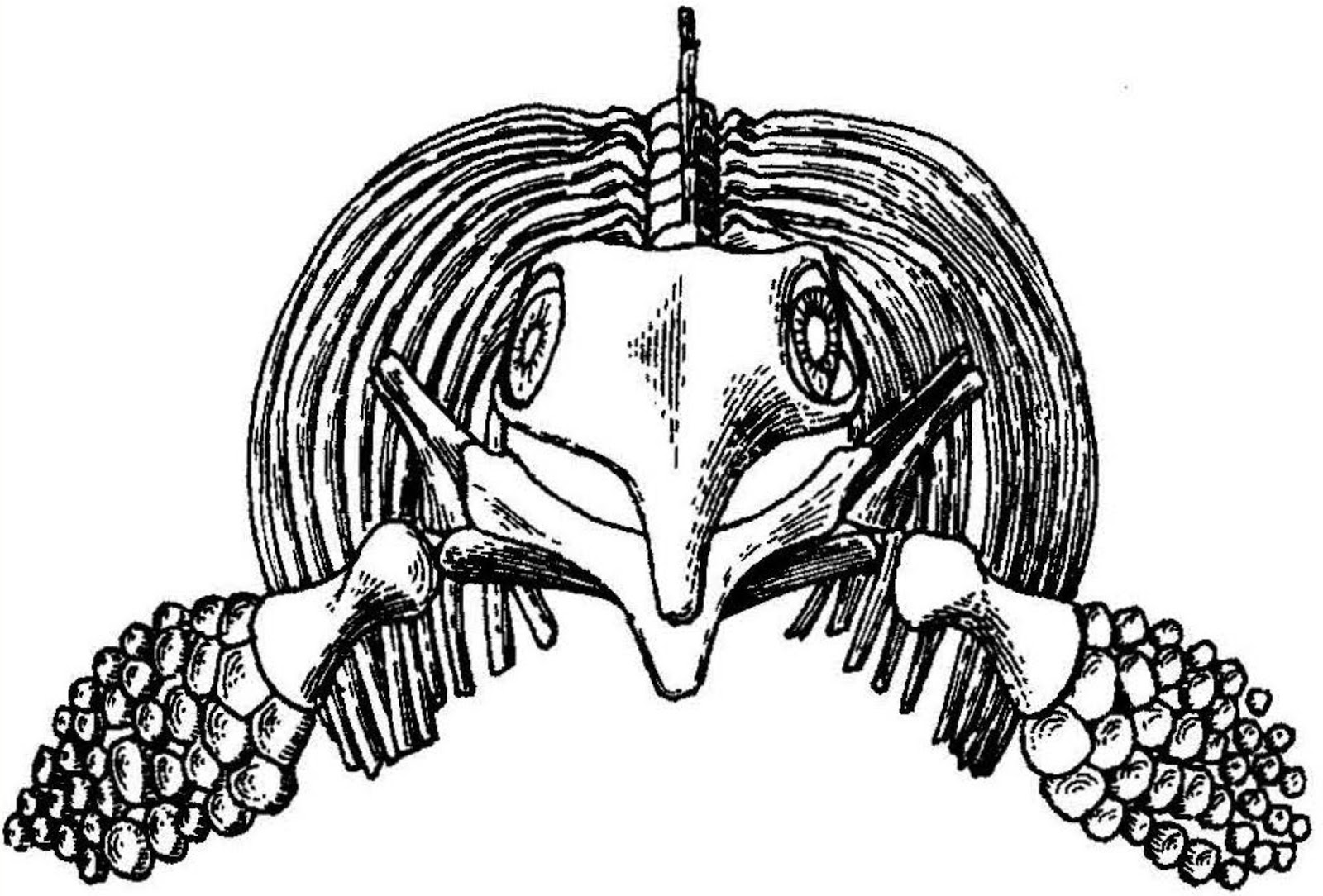 Mark P. Witton's Blog: The solution to everything: under the (Jurassic ...