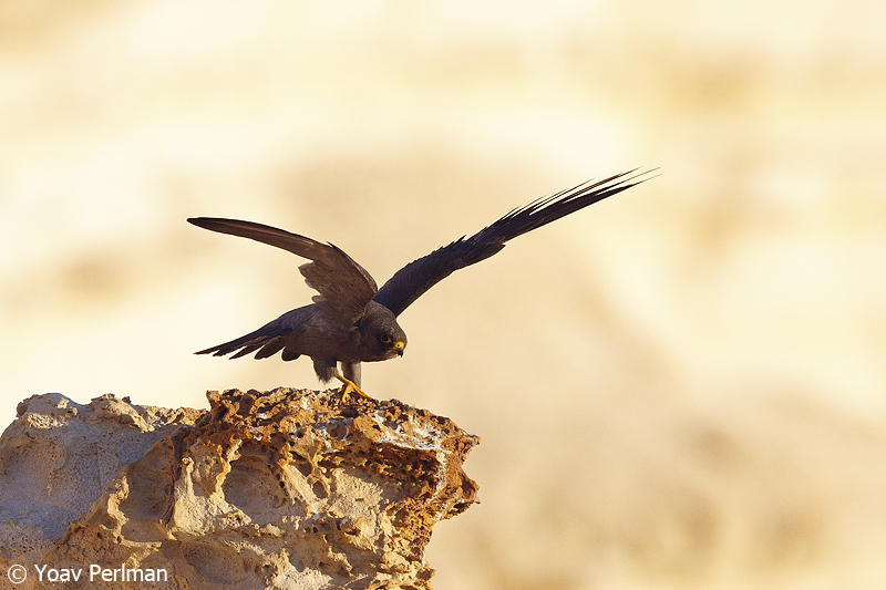 Yoav Perlman - birding, science, conservation, photography: Sooty Falcons