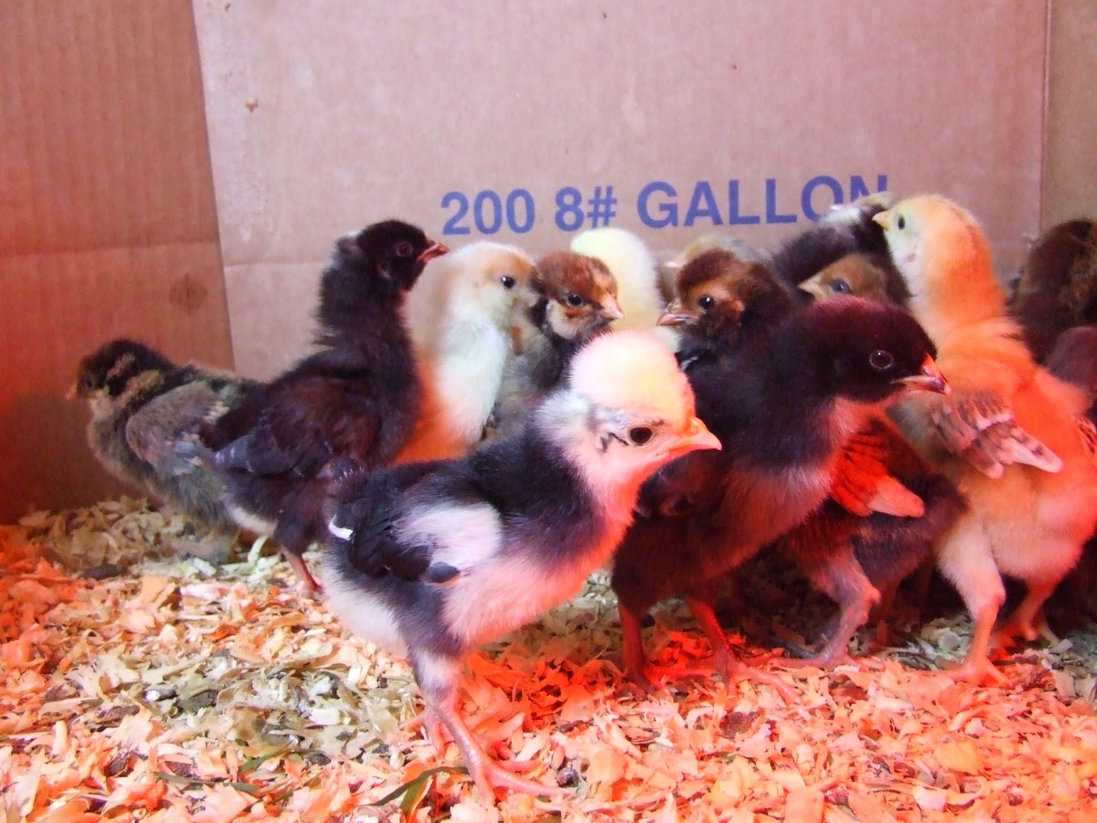 Boots n' Roots Farm: Hatchery Babies!