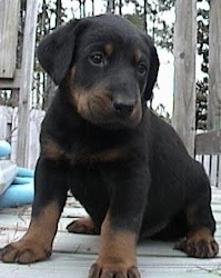 Beauceron Dog Training
