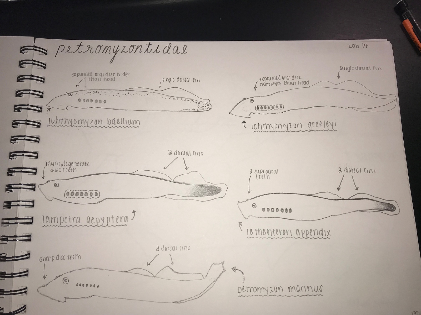 Virginia Tech Ichthyology Class : 2018