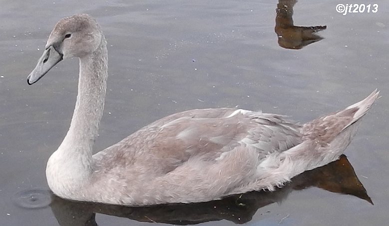 Simply Superb Swans: Cygnets Love Lessons