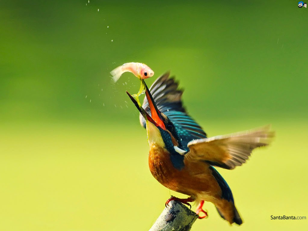 Different color Birds's HD wallpapers,Photos 2014 ~ Top 3 wallpapers