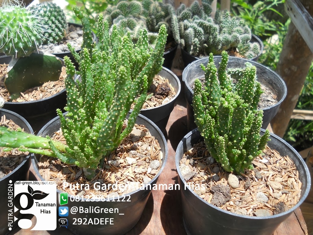 Jual Tanaman Kaktus Mini | tanamanbaru