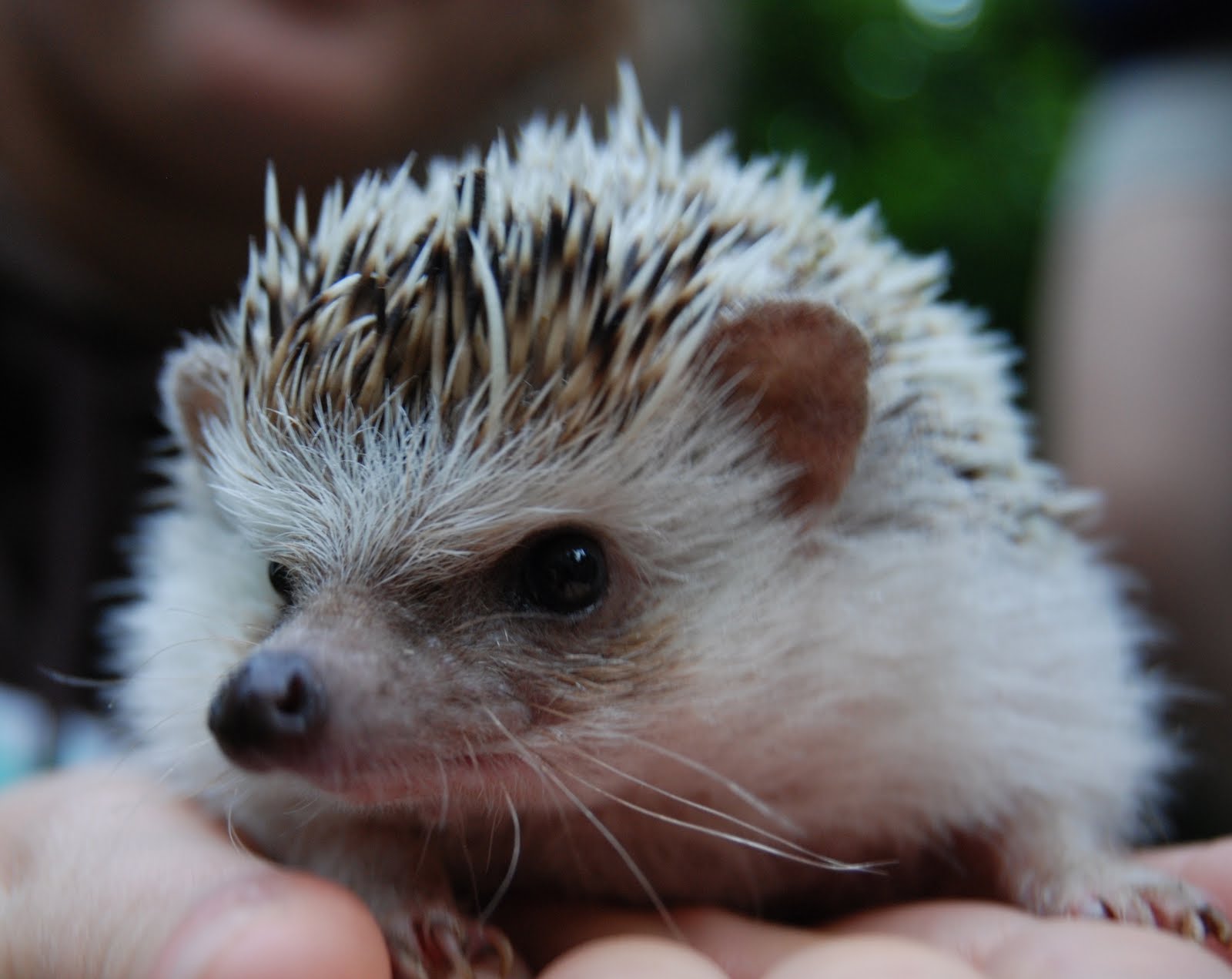 To Infinity and Beyond...: Cutest. Hedgehog. Ever.