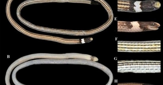 Species New to Science: [Herpetology • 2018] Apostolepis adhara • A New ...