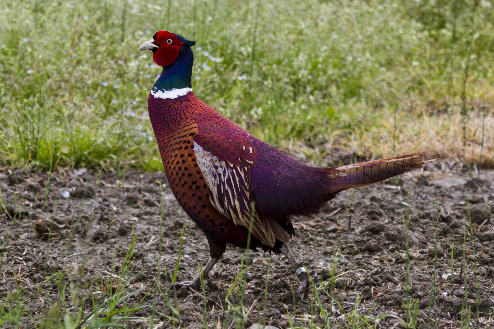 Foto naturalistiche: Fagiano maschio