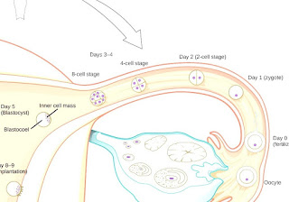Gestation - Human Pregnancy Term