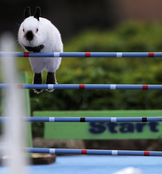 Cute!: Bunny Jumping!