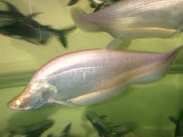 Welcome To the World Of Fish: IKAN BELIDA