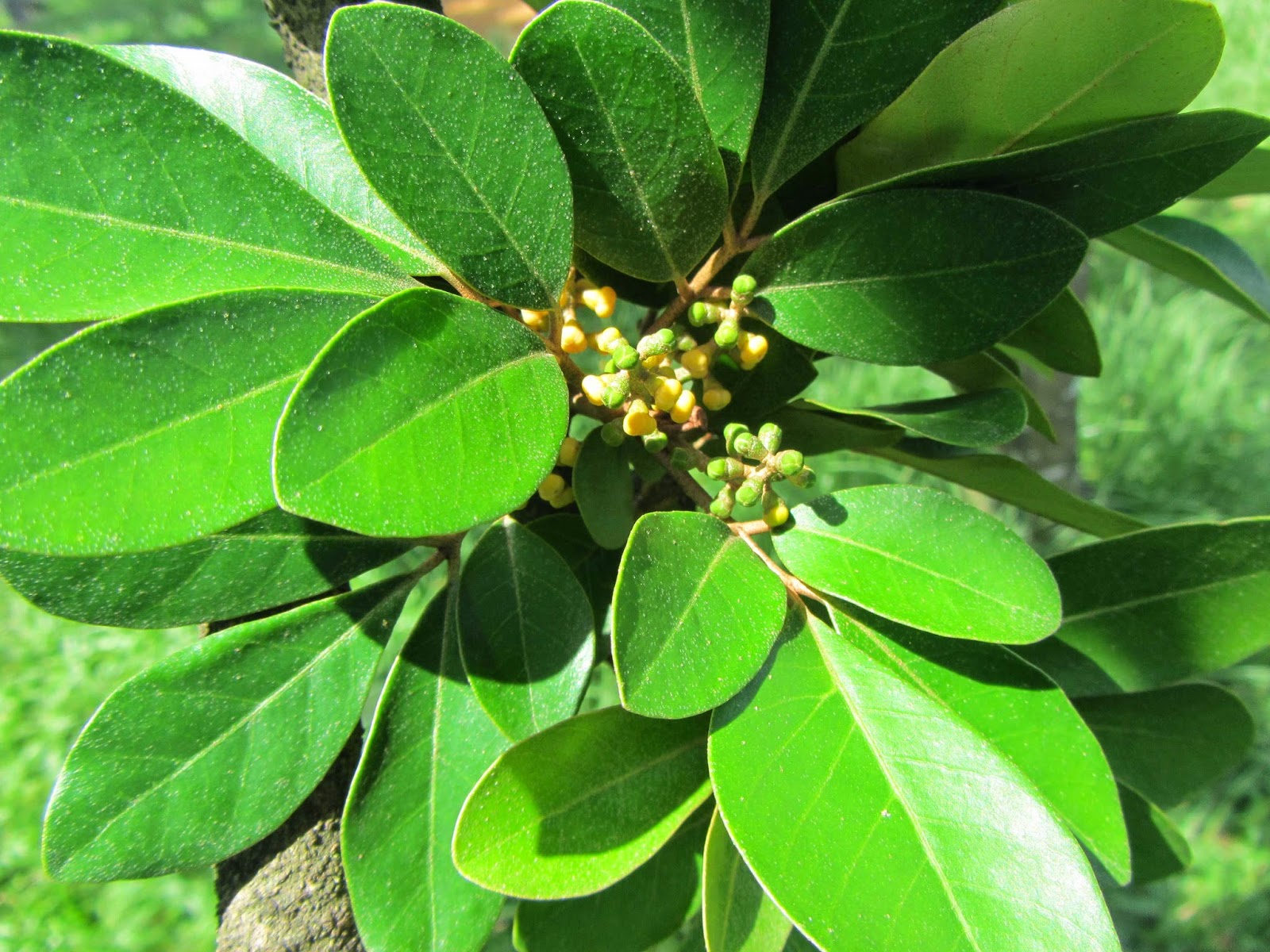 Estudiando Agricultura en Taiwán: Aromatizando espacios públicos