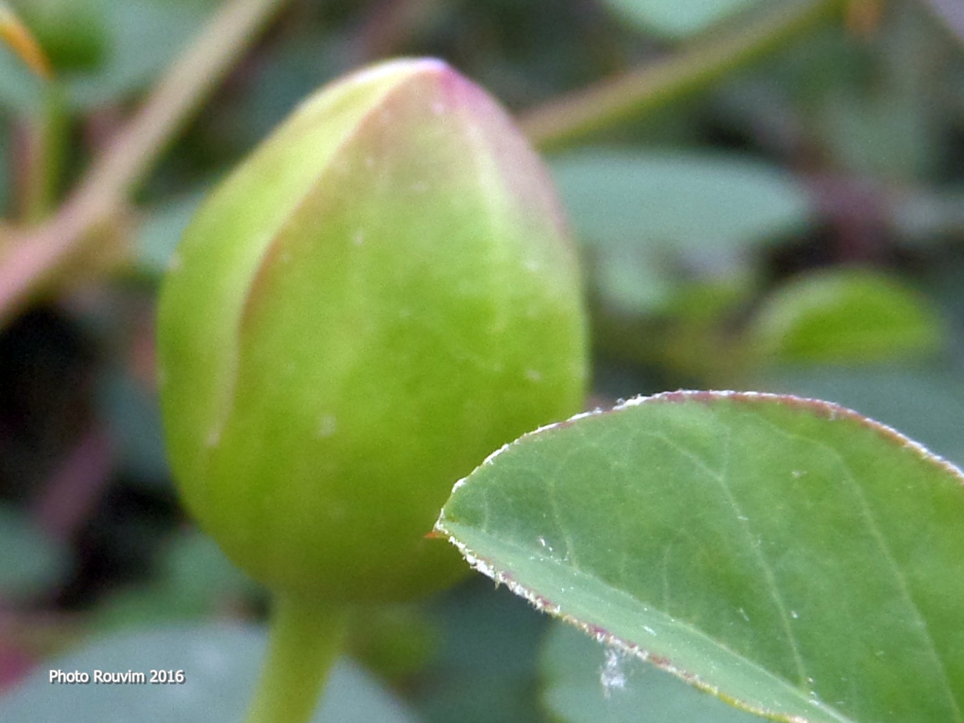 ΡΟΔΟΣυλλέκτης: Κάππαρις η ακανθώδης: Ο καρπός του βράχου!!! (Όλα για ...