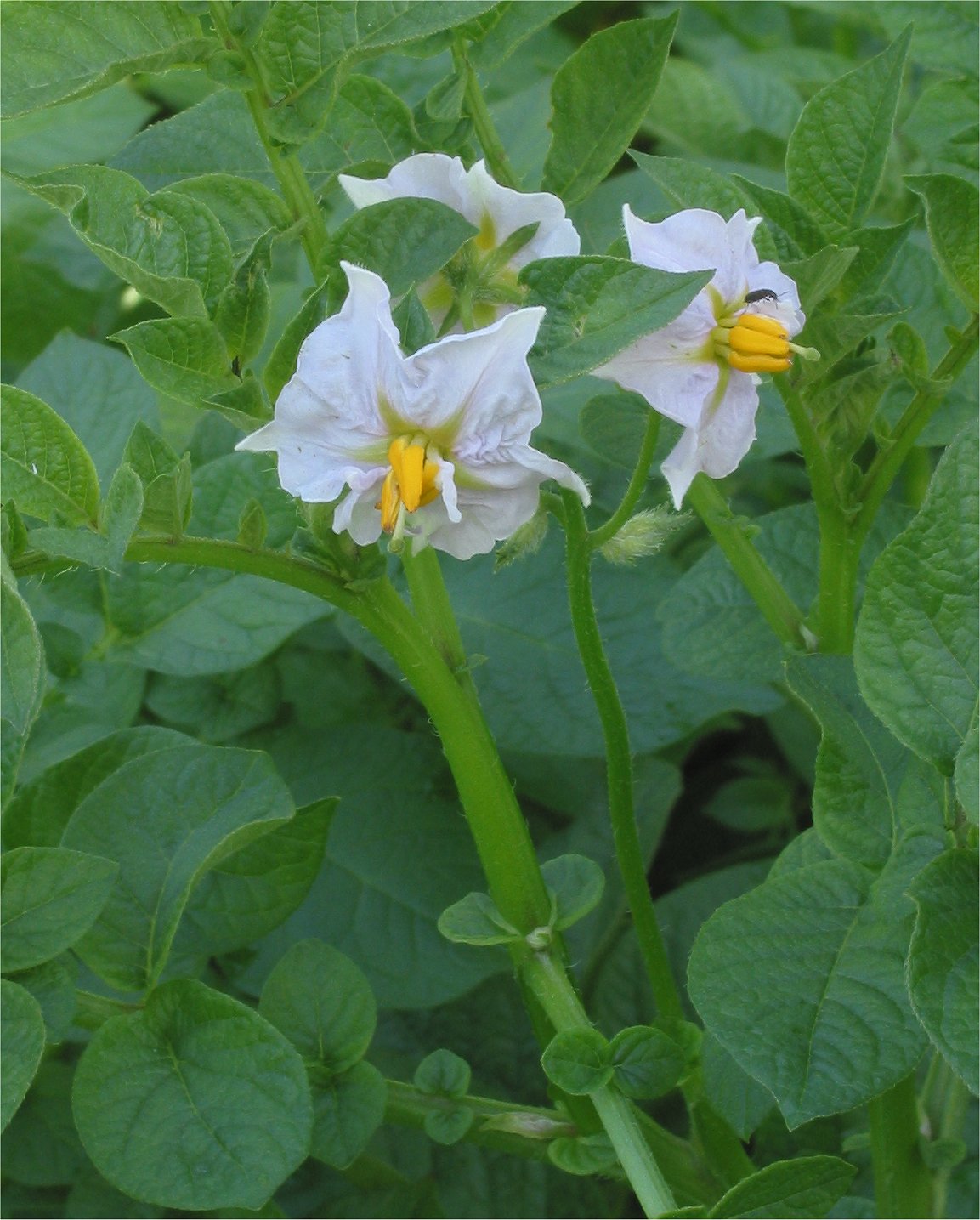 Solanum tuberosum «papa>» - Id Plantae