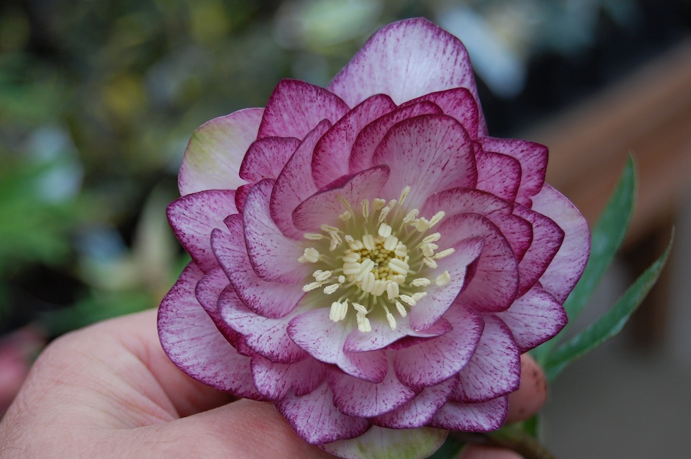 Noel's Garden Blog: Nature improved upon in hellebore heaven